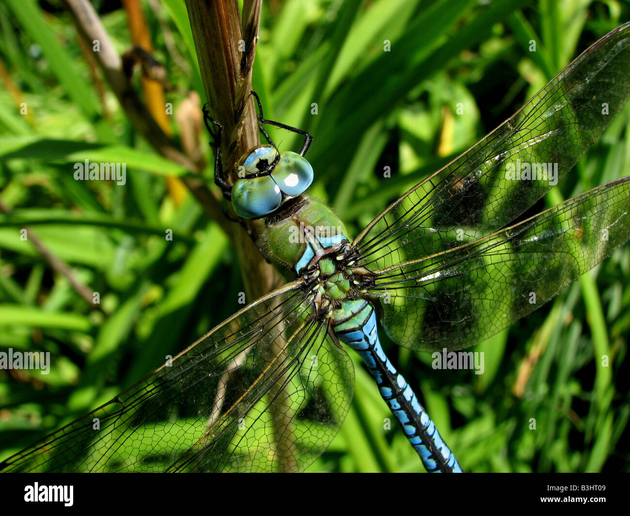 Emperor dragon fly hi-res stock photography and images - Alamy