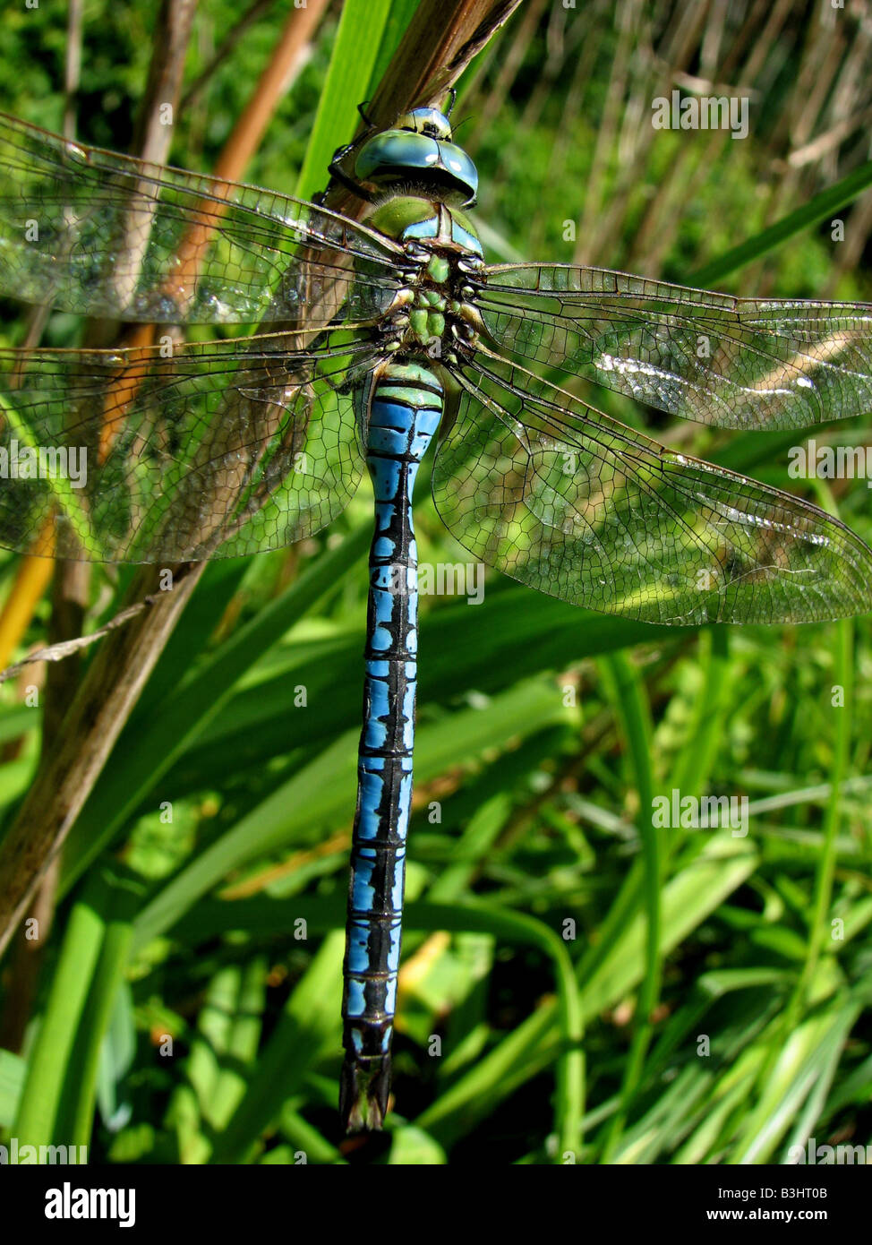 Emperor dragon fly hi-res stock photography and images - Alamy
