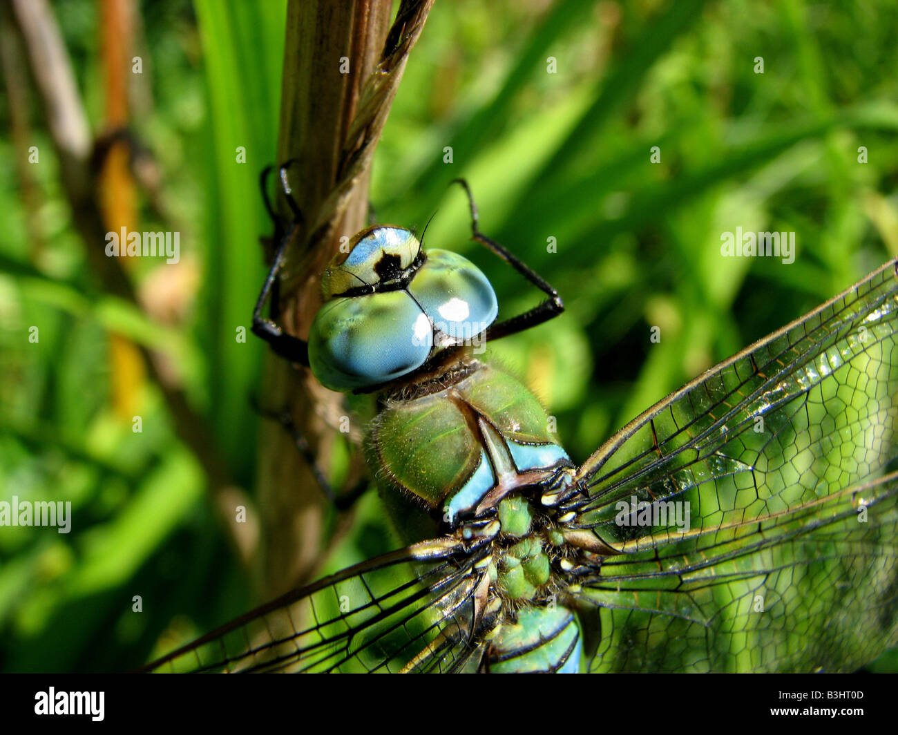Emperor dragon fly hi-res stock photography and images - Alamy