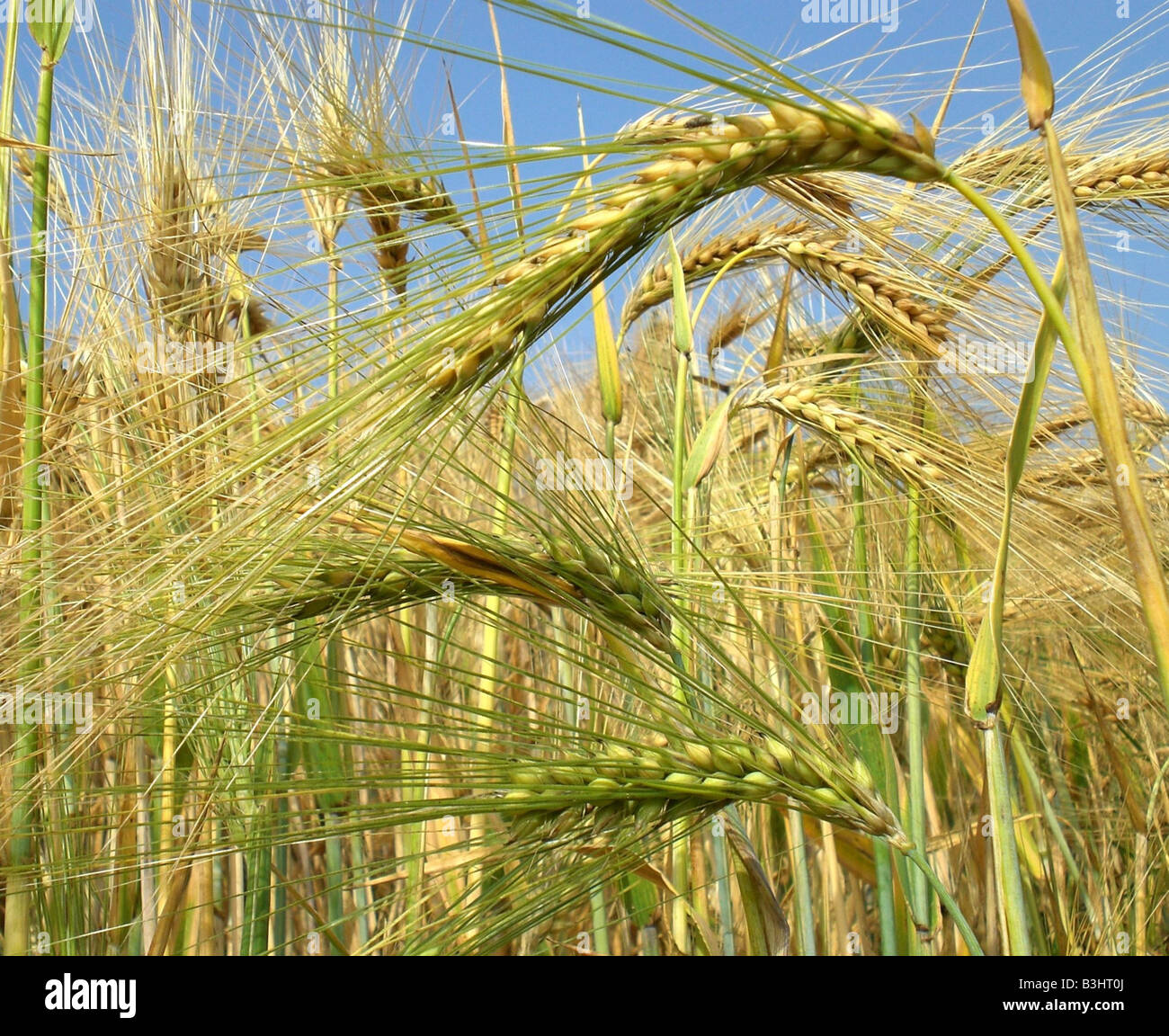 Part of cornfield hi-res stock photography and images - Alamy