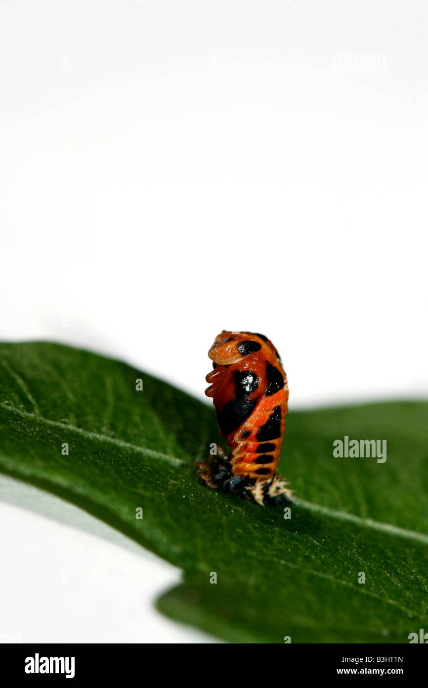 Bird larva hi-res stock photography and images - Alamy