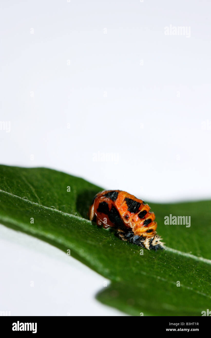 larva of a ladybird Stock Photo - Alamy