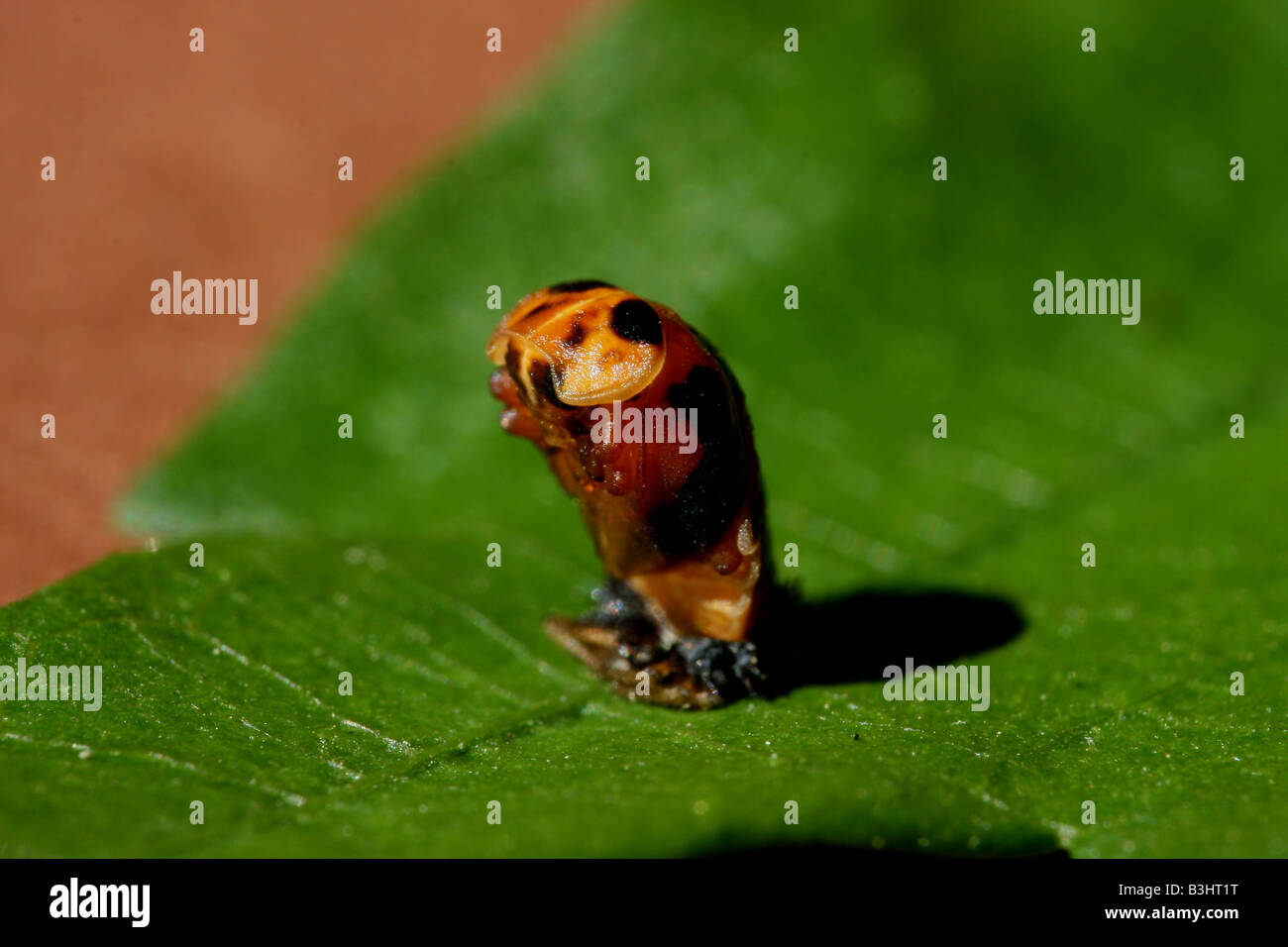 larva of a ladybird Stock Photo - Alamy
