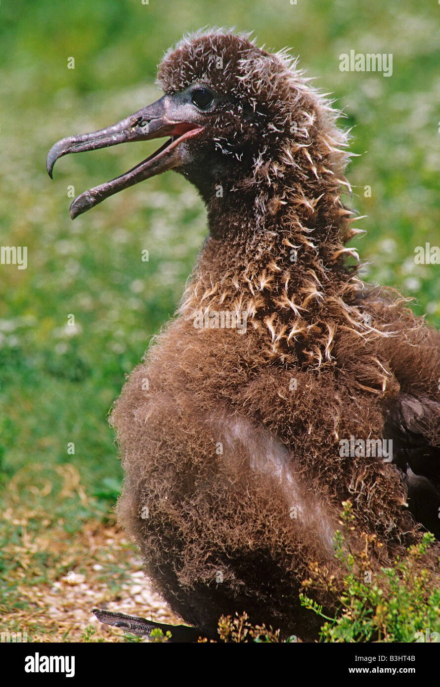 Laysan albatross or gooney bird Diomedea immutabilis chick panting on a ...