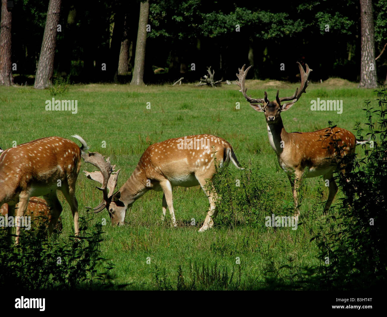 Deer hunting landscapes hi-res stock photography and images - Alamy
