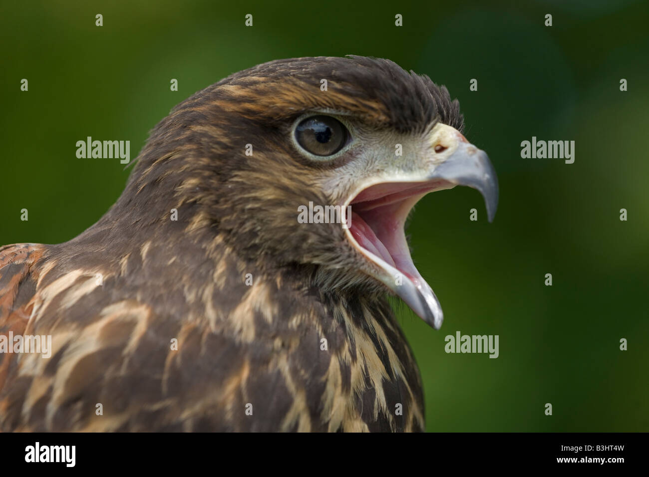 Juvenile harriss hawk hi-res stock photography and images - Alamy