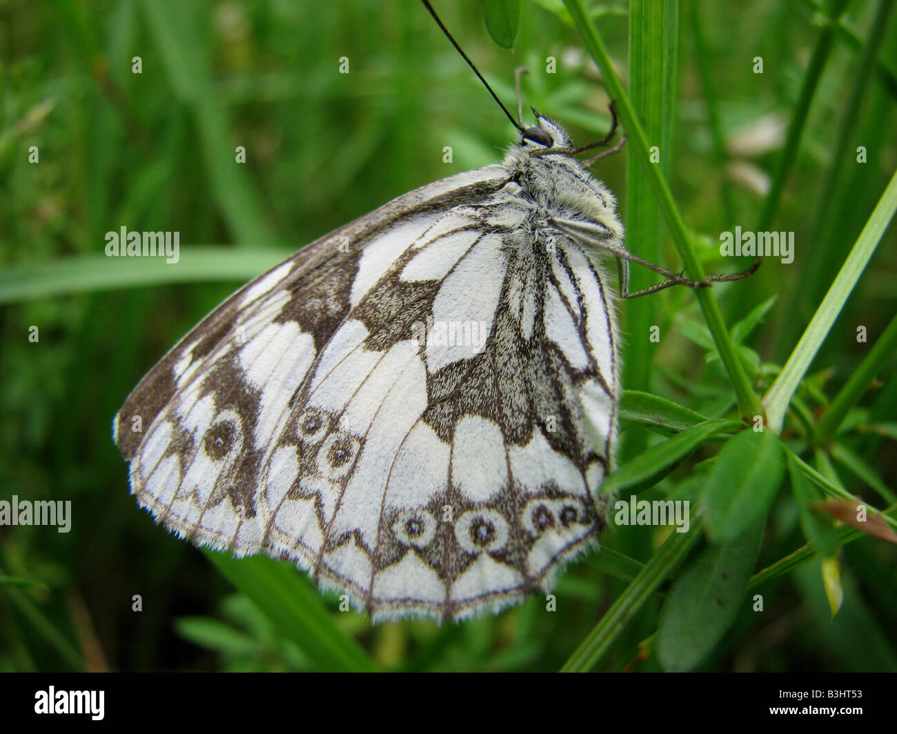 Marbled patterns hi-res stock photography and images - Alamy
