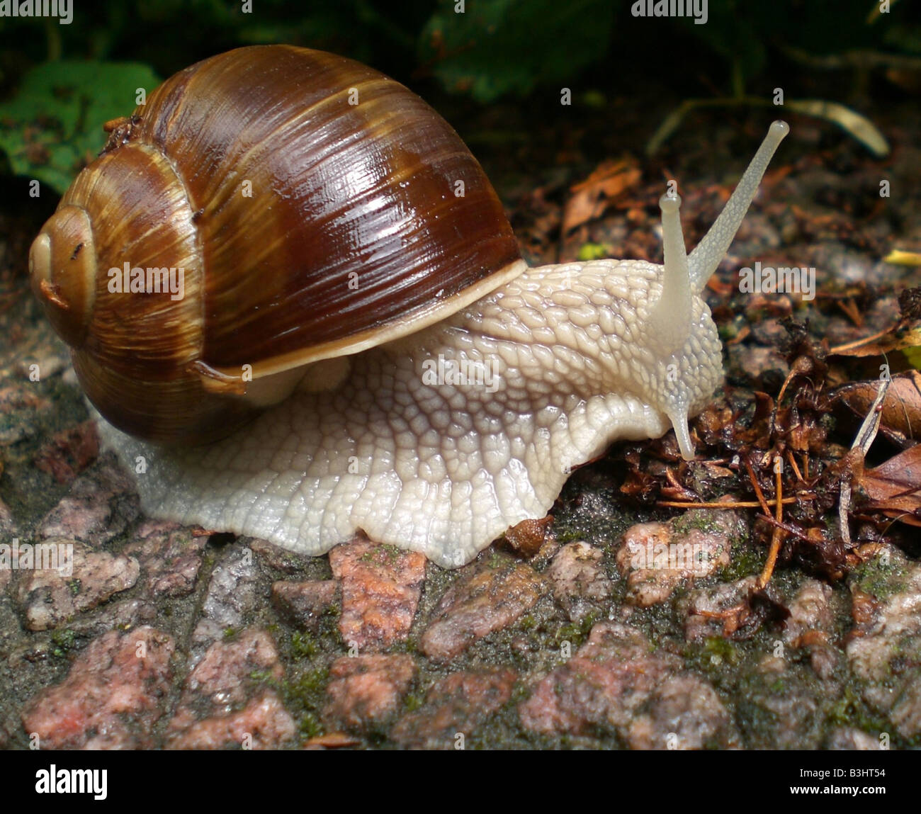 Snail house building hi-res stock photography and images - Alamy