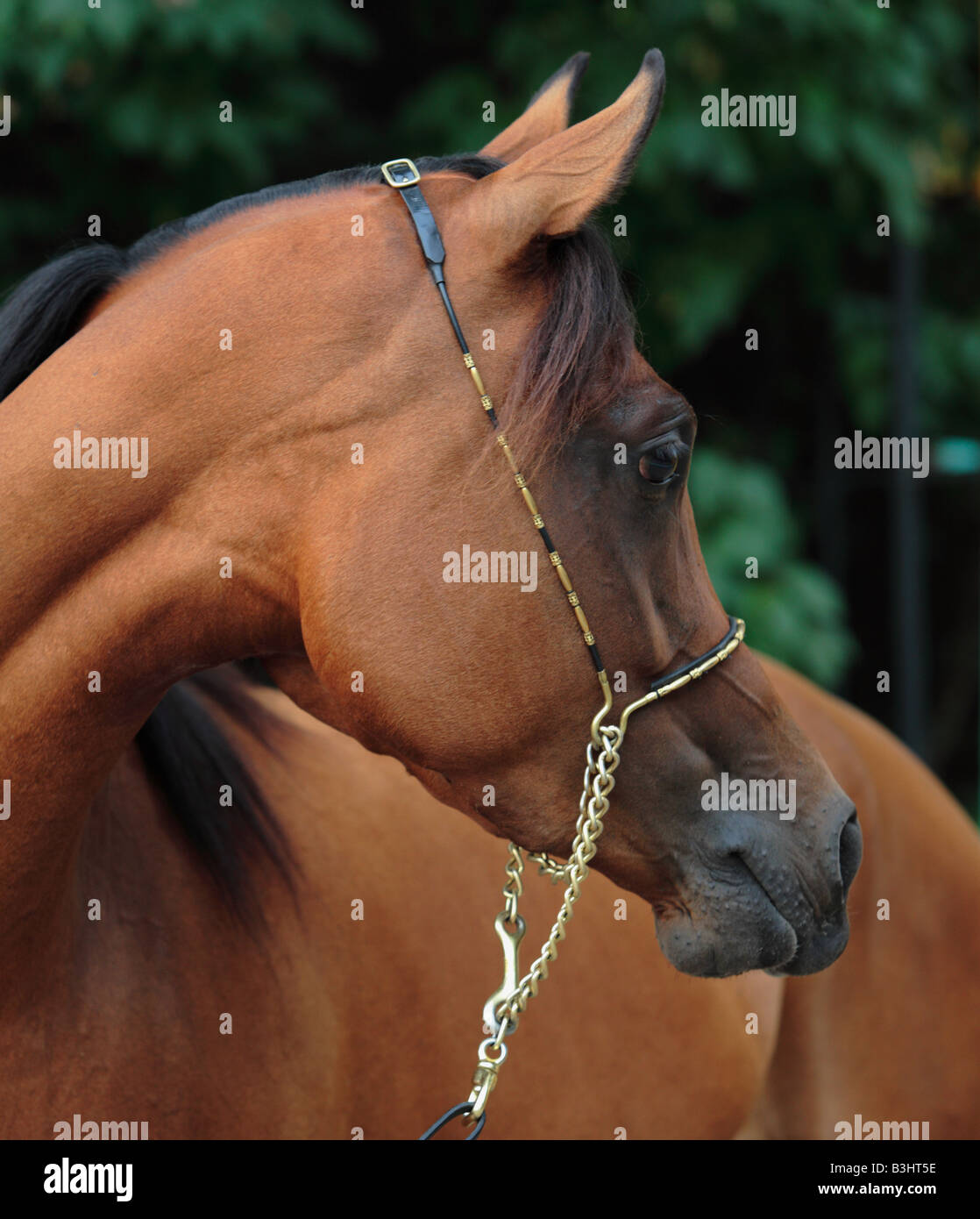 Endurance riding horse arab hi-res stock photography and images - Alamy