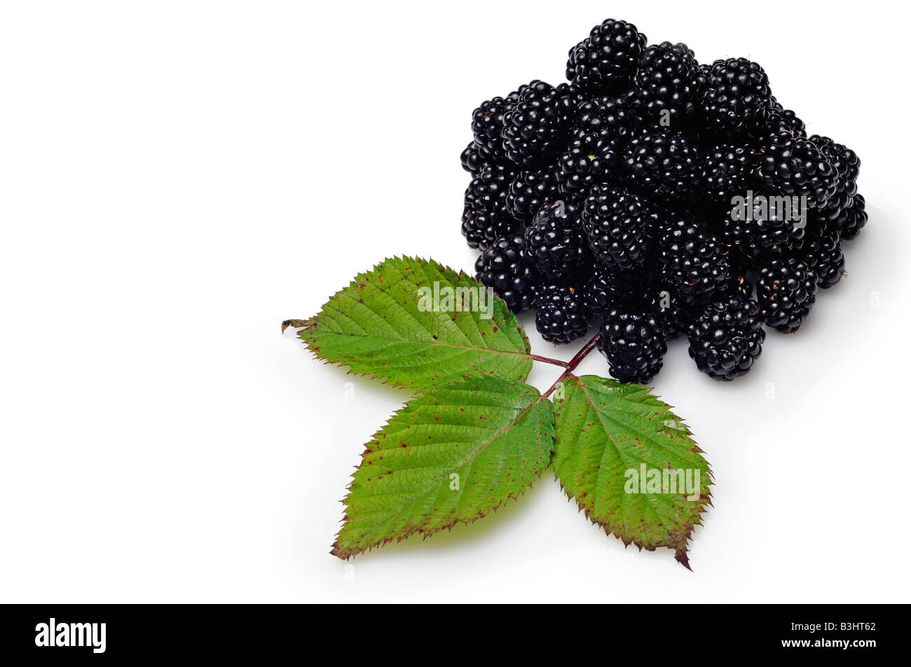 Delicious fresh ripe blackberries Cut Out Stock Images & Pictures - Alamy