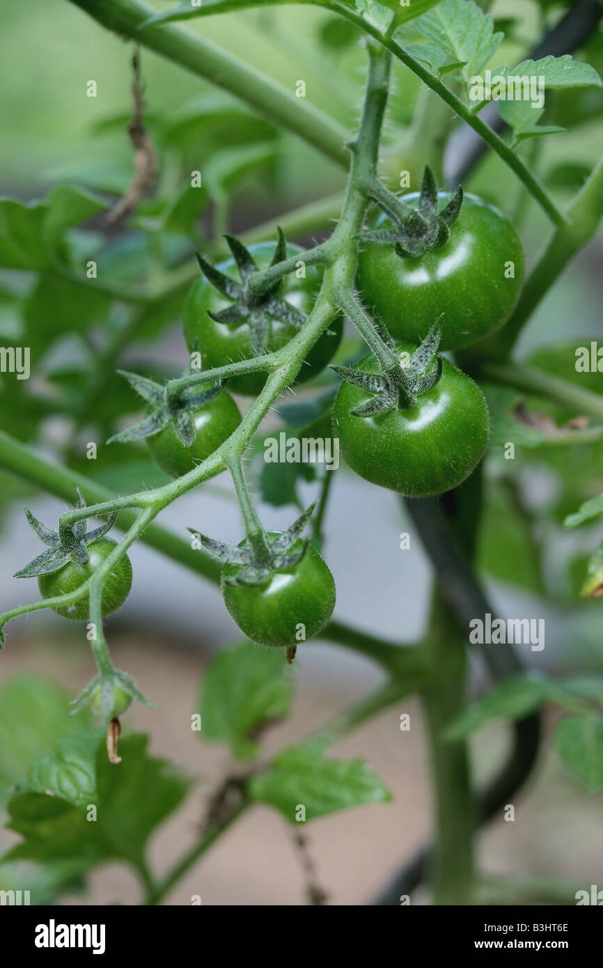 Immature shrubs hi-res stock photography and images - Alamy