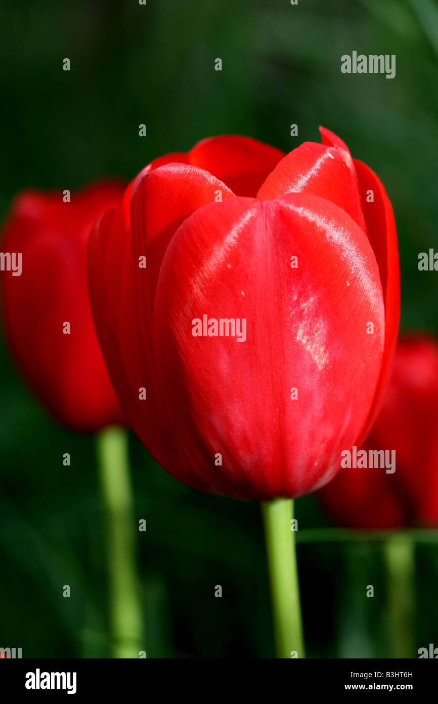 Tulip close up view hi-res stock photography and images - Alamy