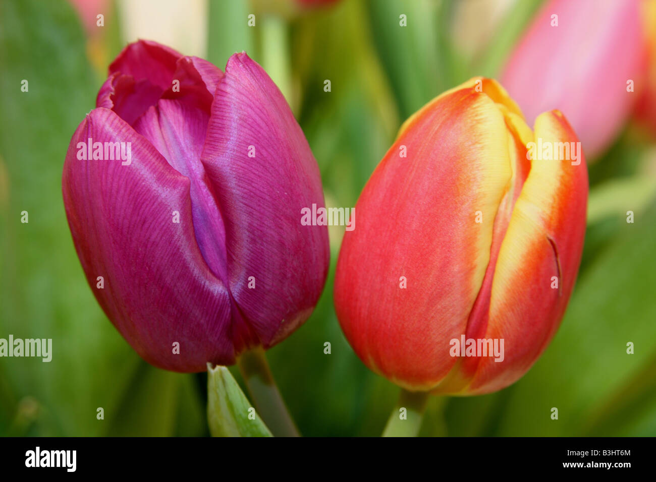 Tulip seasons charm hi-res stock photography and images - Alamy