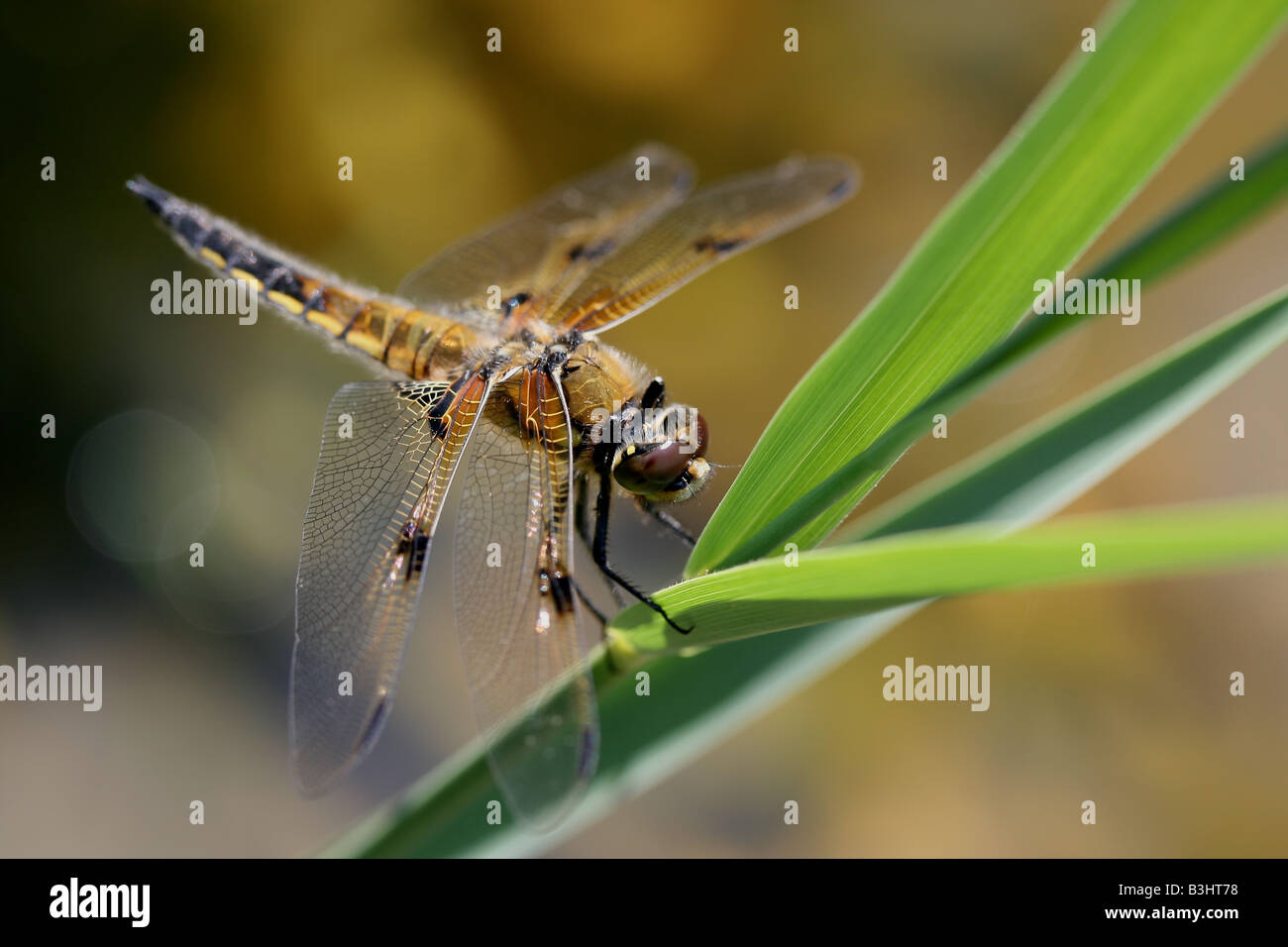 Golden brown dragonfly hi-res stock photography and images - Alamy