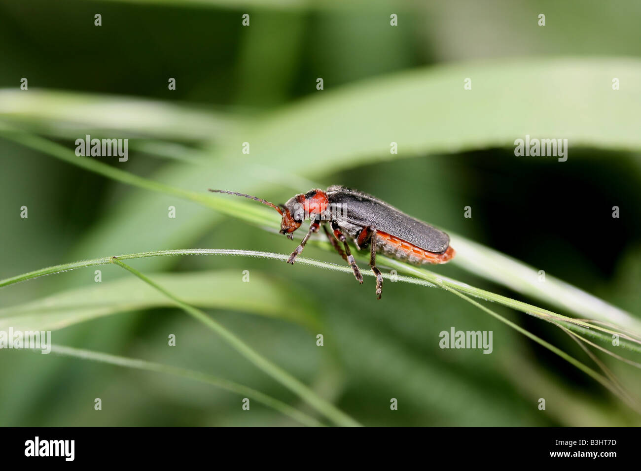 common soldier beetle Stock Photo - Alamy