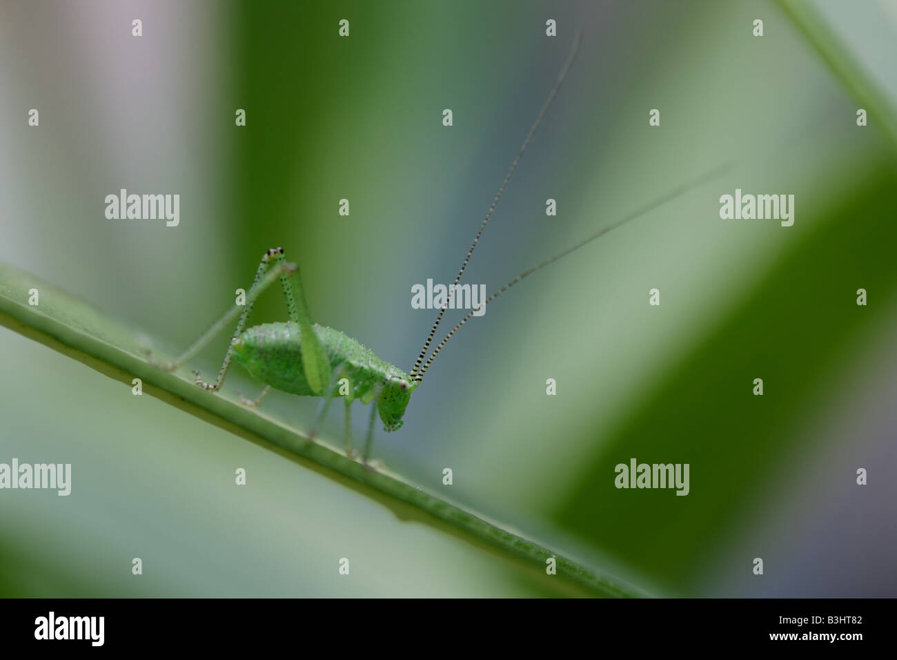 speckled bush cricket Stock Photo - Alamy