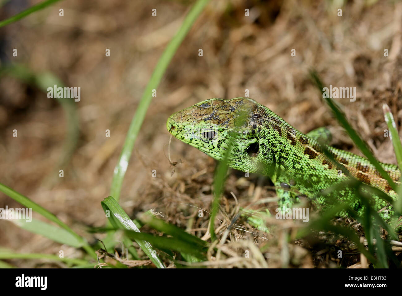 sand lizard, male Stock Photo - Alamy