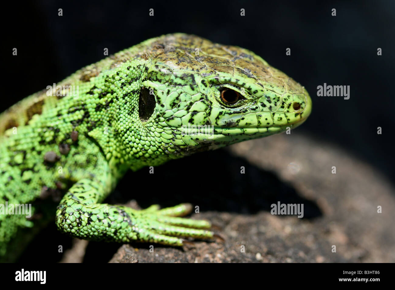 sand lizard, male Stock Photo - Alamy