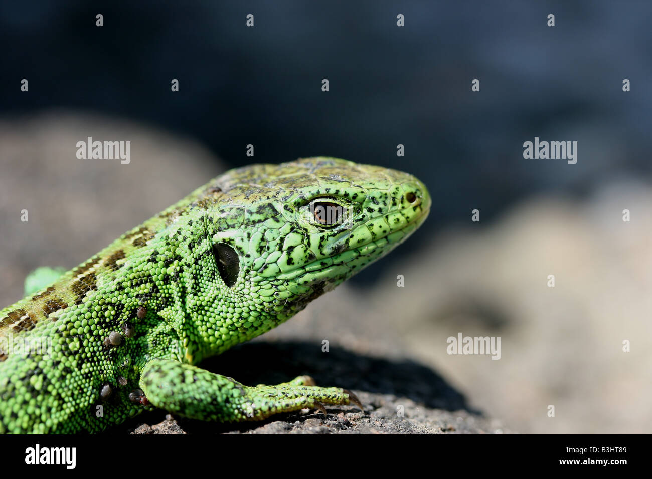 sand lizard, male Stock Photo - Alamy