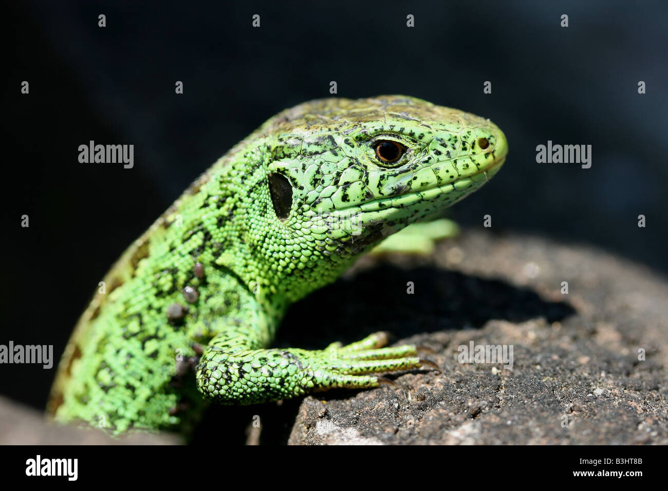 sand lizard, male Stock Photo - Alamy