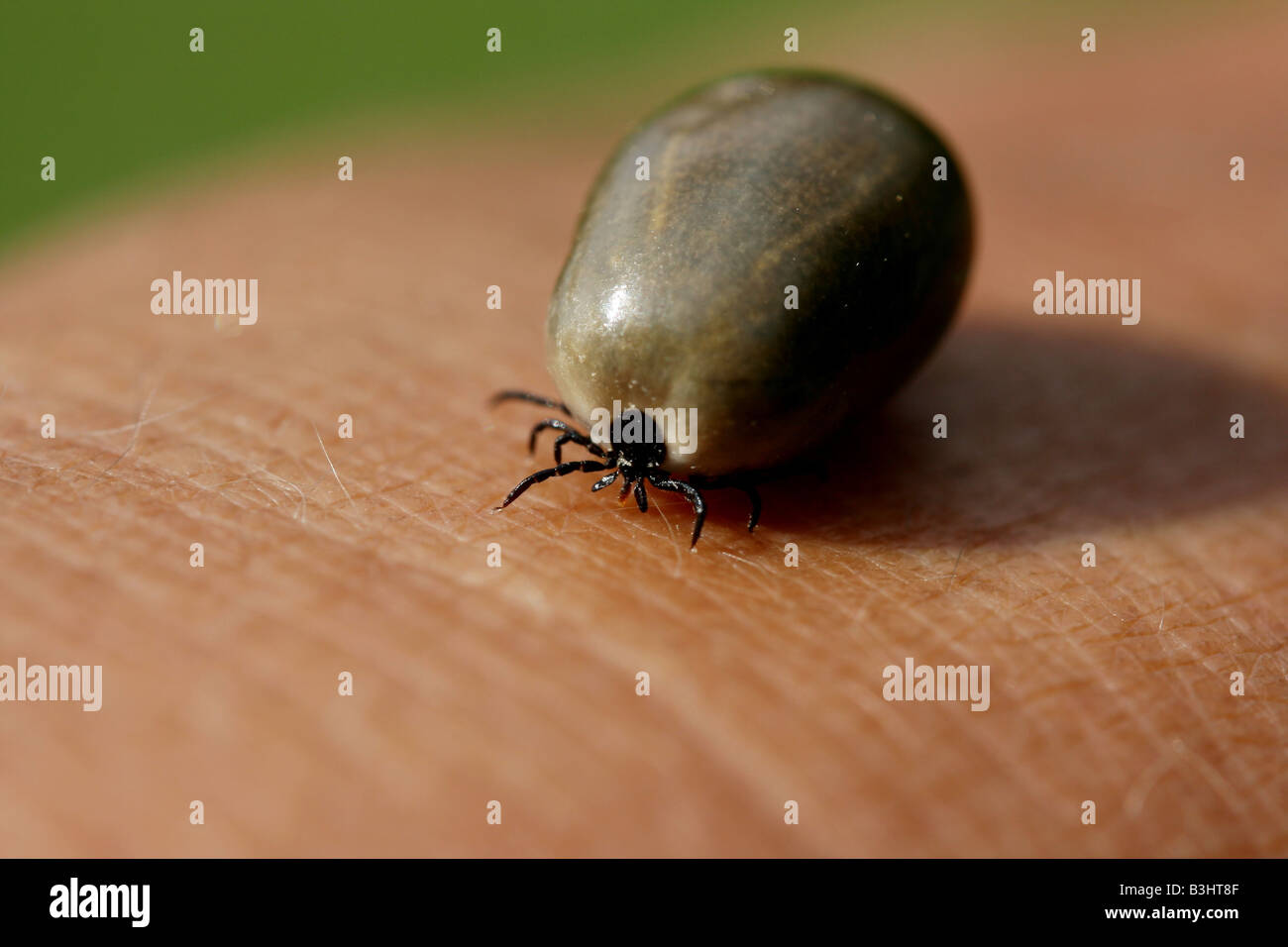 Tick details hi-res stock photography and images - Alamy