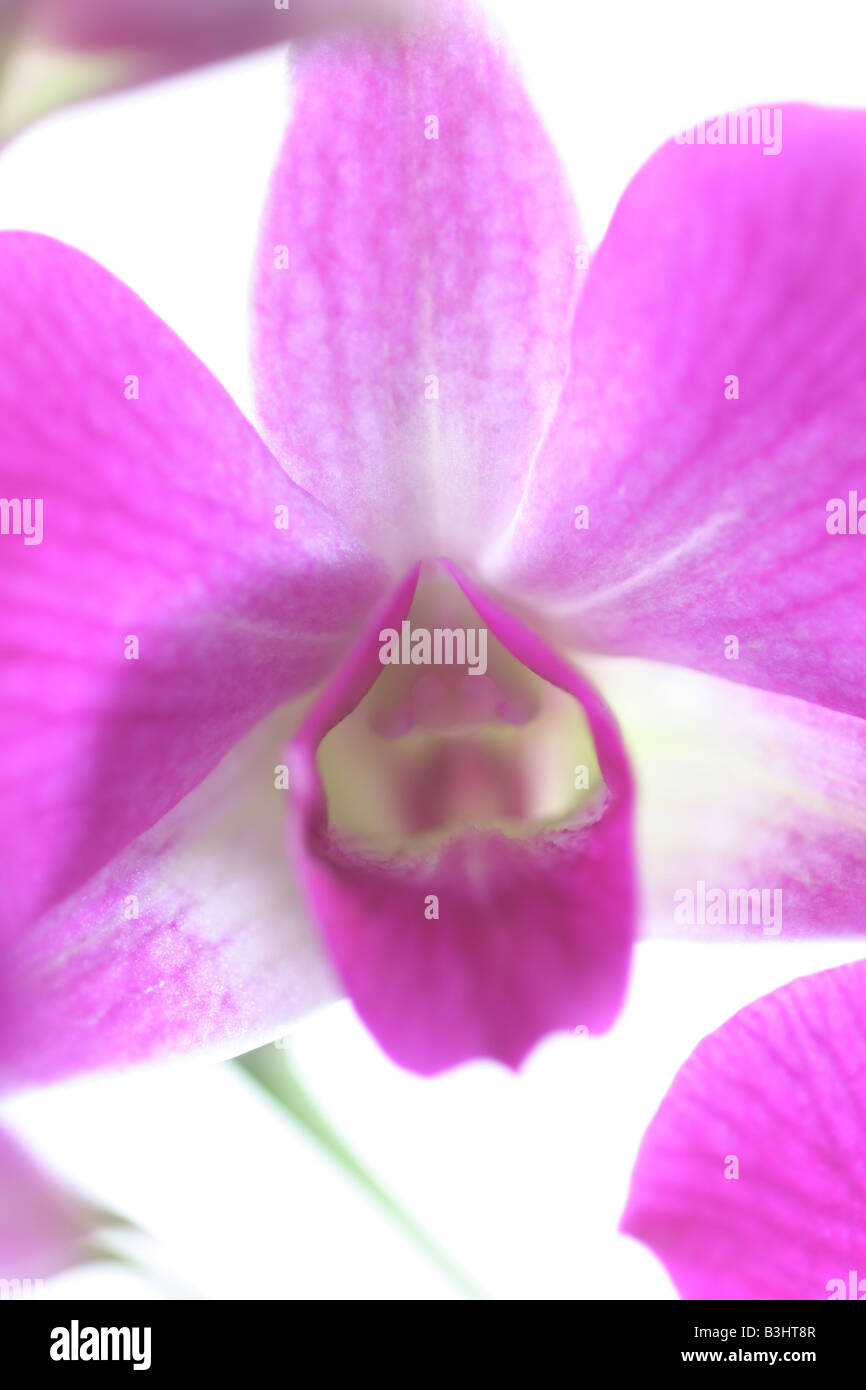 Dendrobium antelope orchid hi-res stock photography and images - Alamy