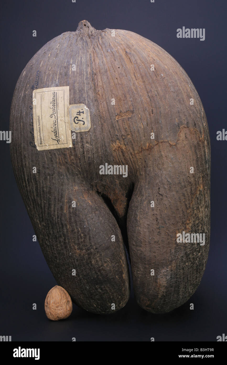 Coco de mer, Lodoicea maldivica, coco de mer, double coconut Stock ...