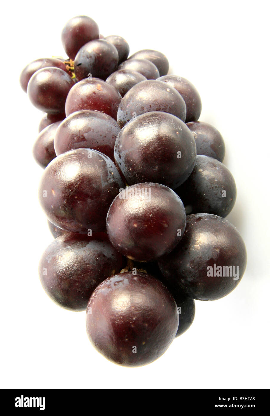 Vitis vinifera, grape-vine, vine Stock Photo - Alamy