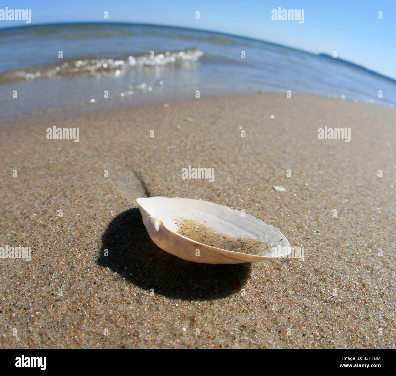 seashell at the beach Stock Photo - Alamy