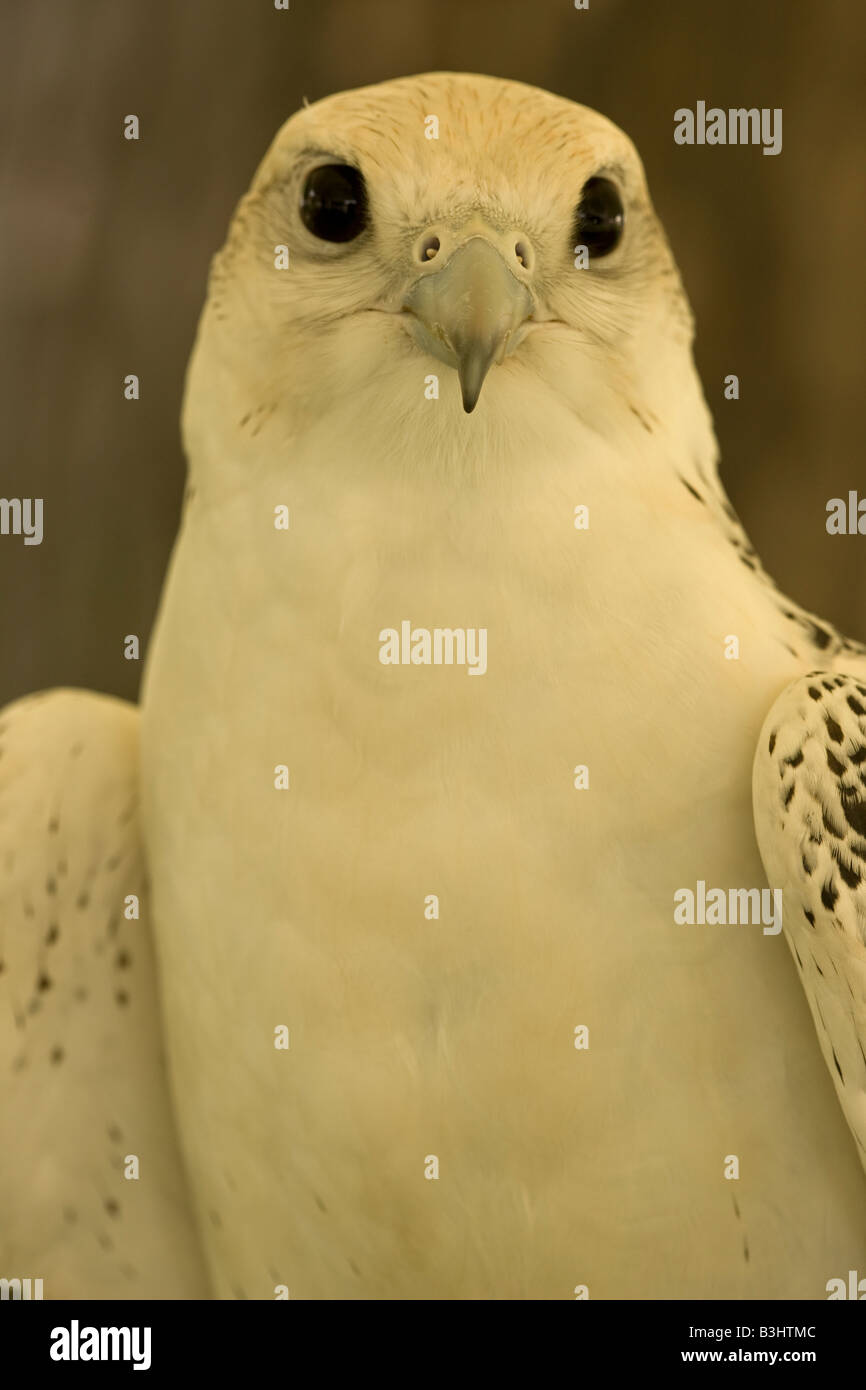 Gyrfalcon (Falco rusticolus) Portrait -Captive -Found in extreme North ...
