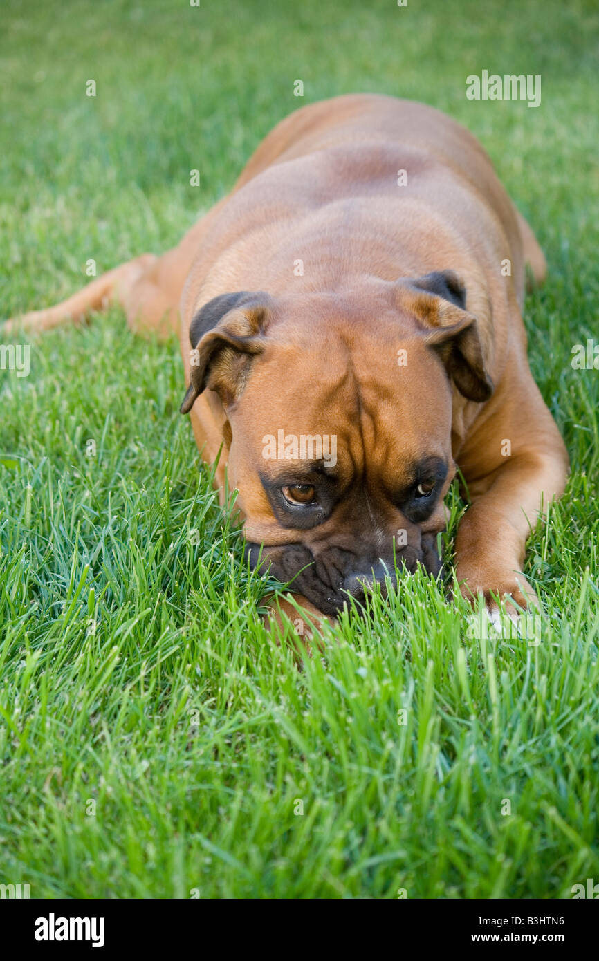 Boxer puppy garden hi-res stock photography and images - Alamy