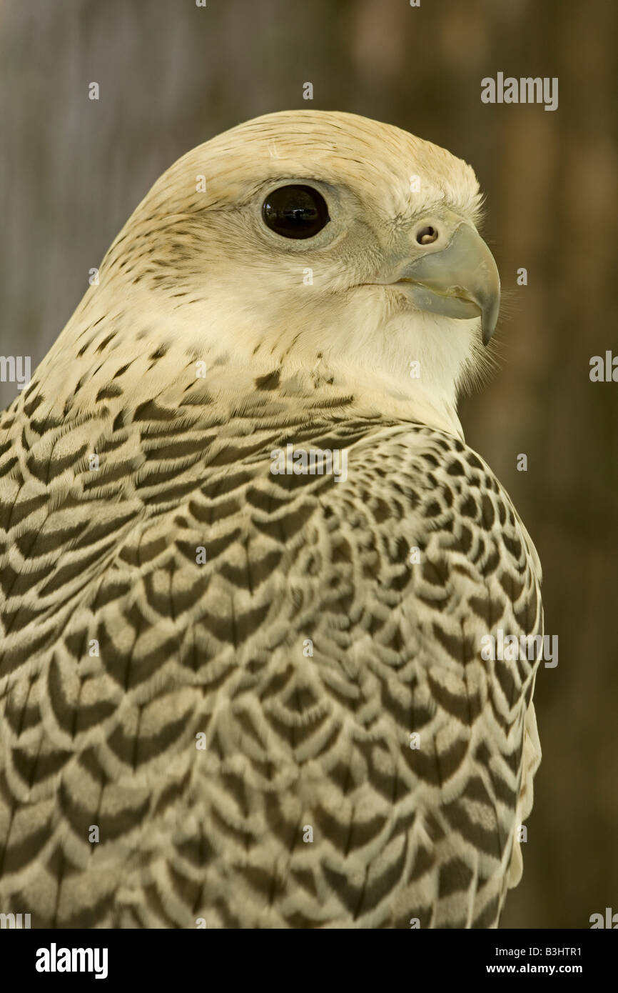 Gyrfalcon (Falco rusticolus) Portrait -Captive -Found in extreme North ...