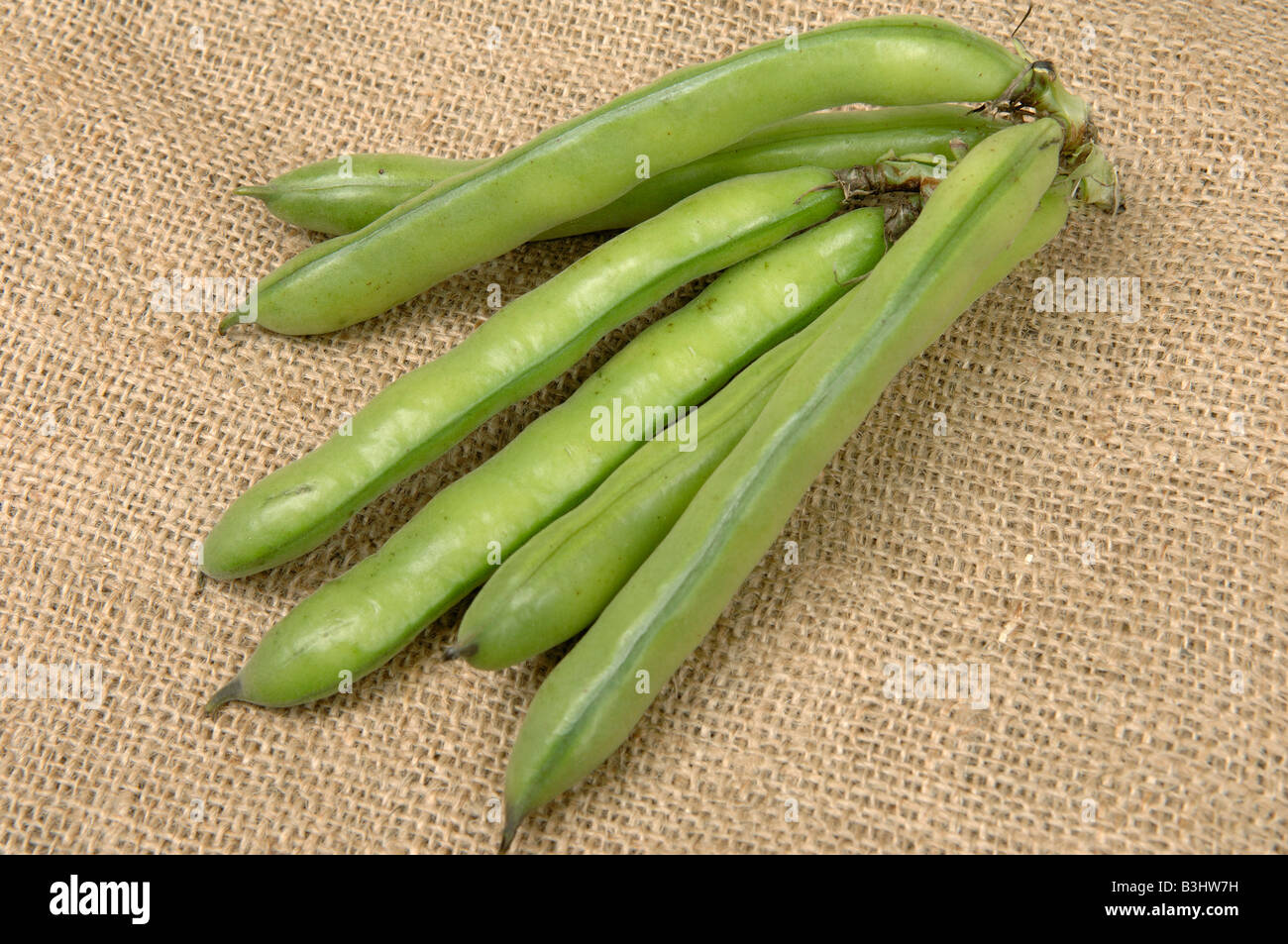 Broad bean pods beans hi-res stock photography and images - Alamy