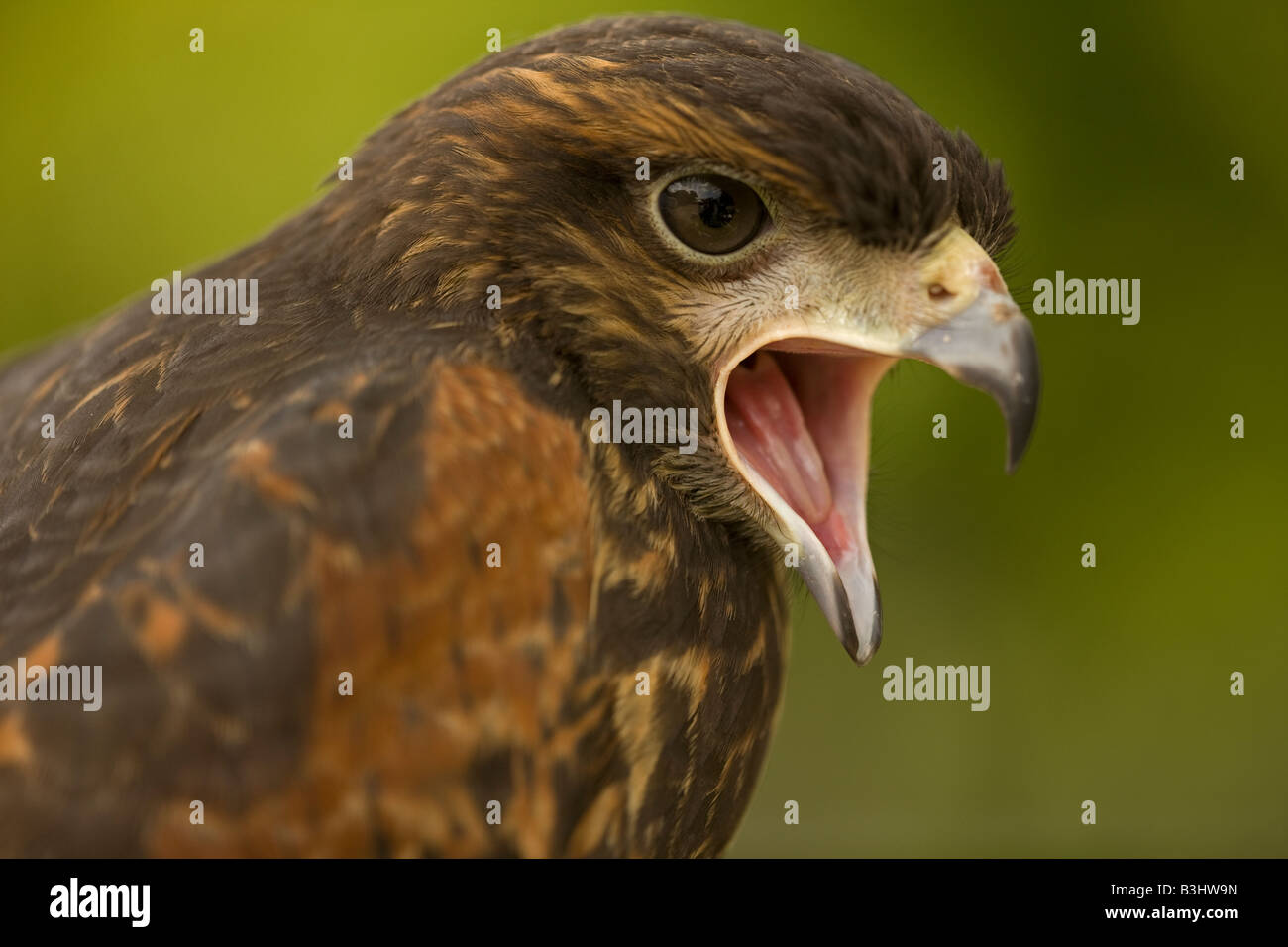 Juvenile harriss hawk hi-res stock photography and images - Alamy