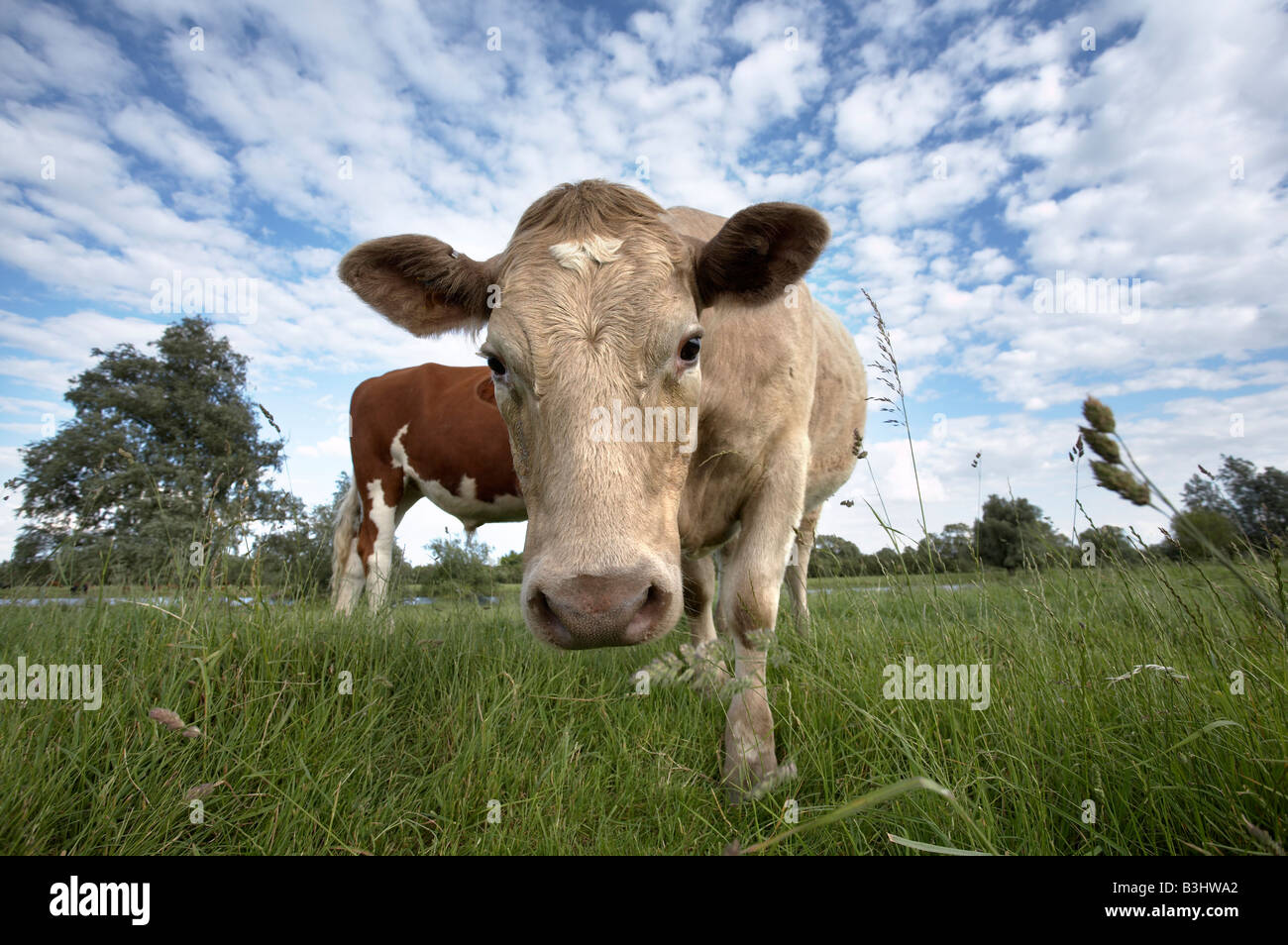 Common farm animal hi-res stock photography and images - Alamy