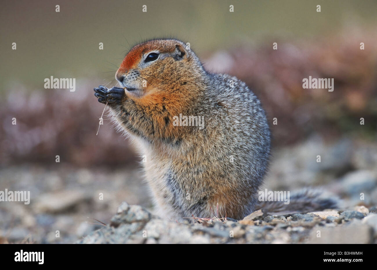 Arctic Ground Squirrel (Spermophilus parryii), adult eating, Alaska ...
