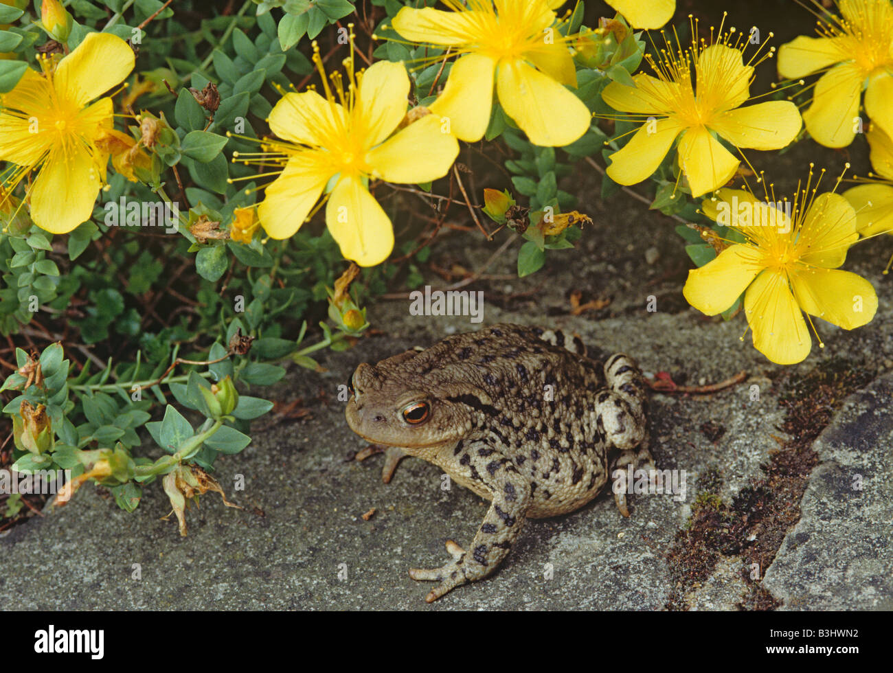 Toad Bufo bufo beneath St Johns wort Hypericum in garden Stock Photo ...