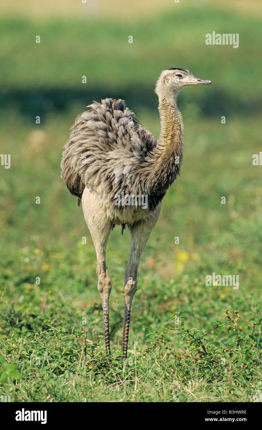 American Rhea Rhea americana adult Pantanal Brazil South America Stock ...