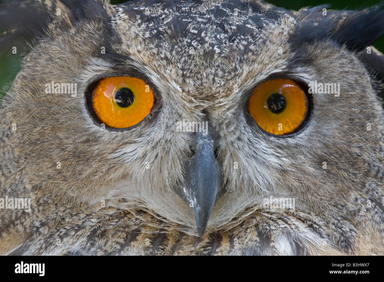 Eagle owl portrait hi-res stock photography and images - Alamy