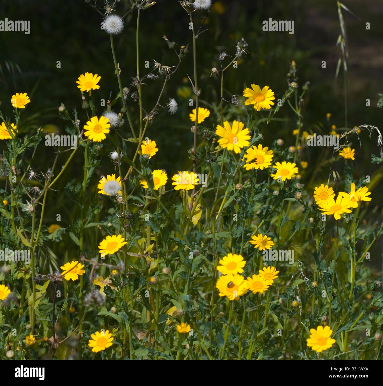 Wild flower mediterranean field of yellow wildflowers hi-res stock ...