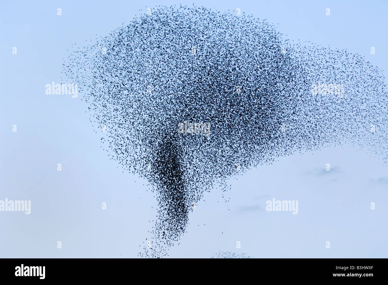 European Starling (Sturnus vulgaris), Flock migrating in winter, Rome ...