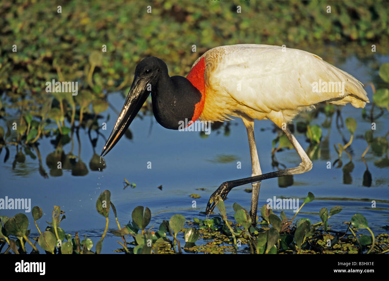 Jabiru Stork Jabiru mycteria adult feeding Pantanal Brazil South ...