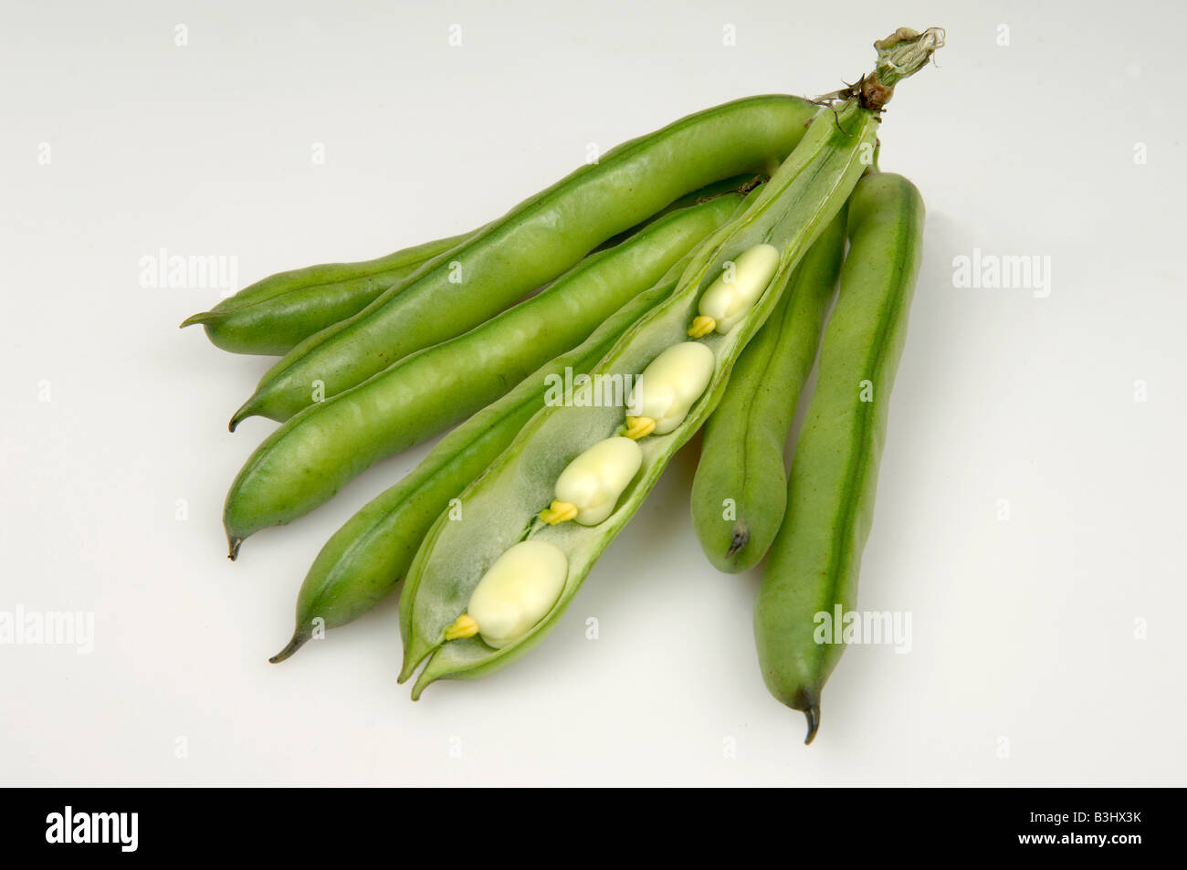 Excellent pods of broad beans with one opened to show mature beans ...