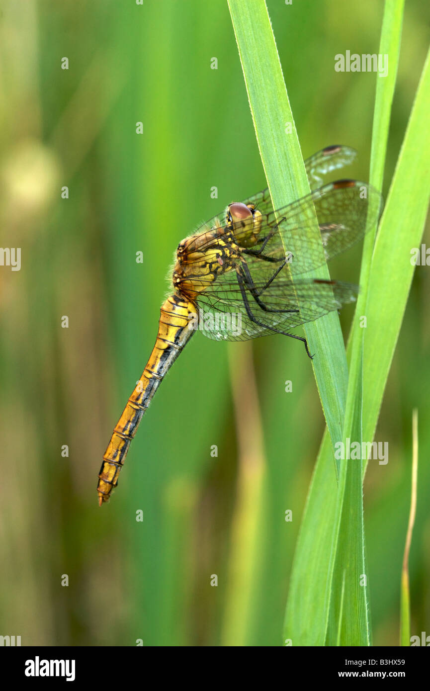 Dragonfly resting on reeds Stock Photo - Alamy