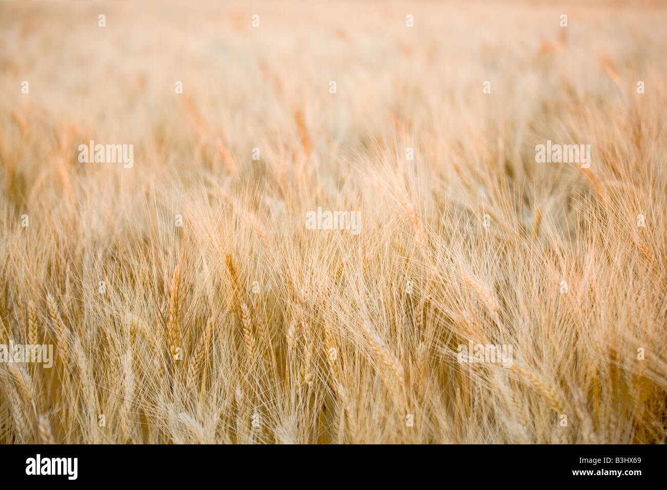 golden wheat field background at sunset Stock Photo - Alamy