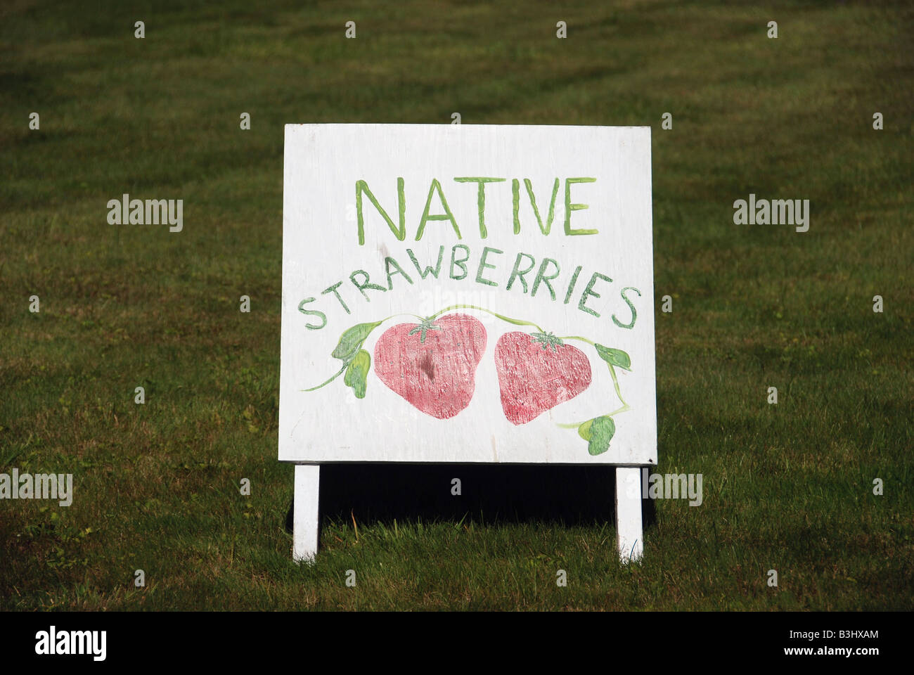 Native strawberry sign Stock Photo - Alamy