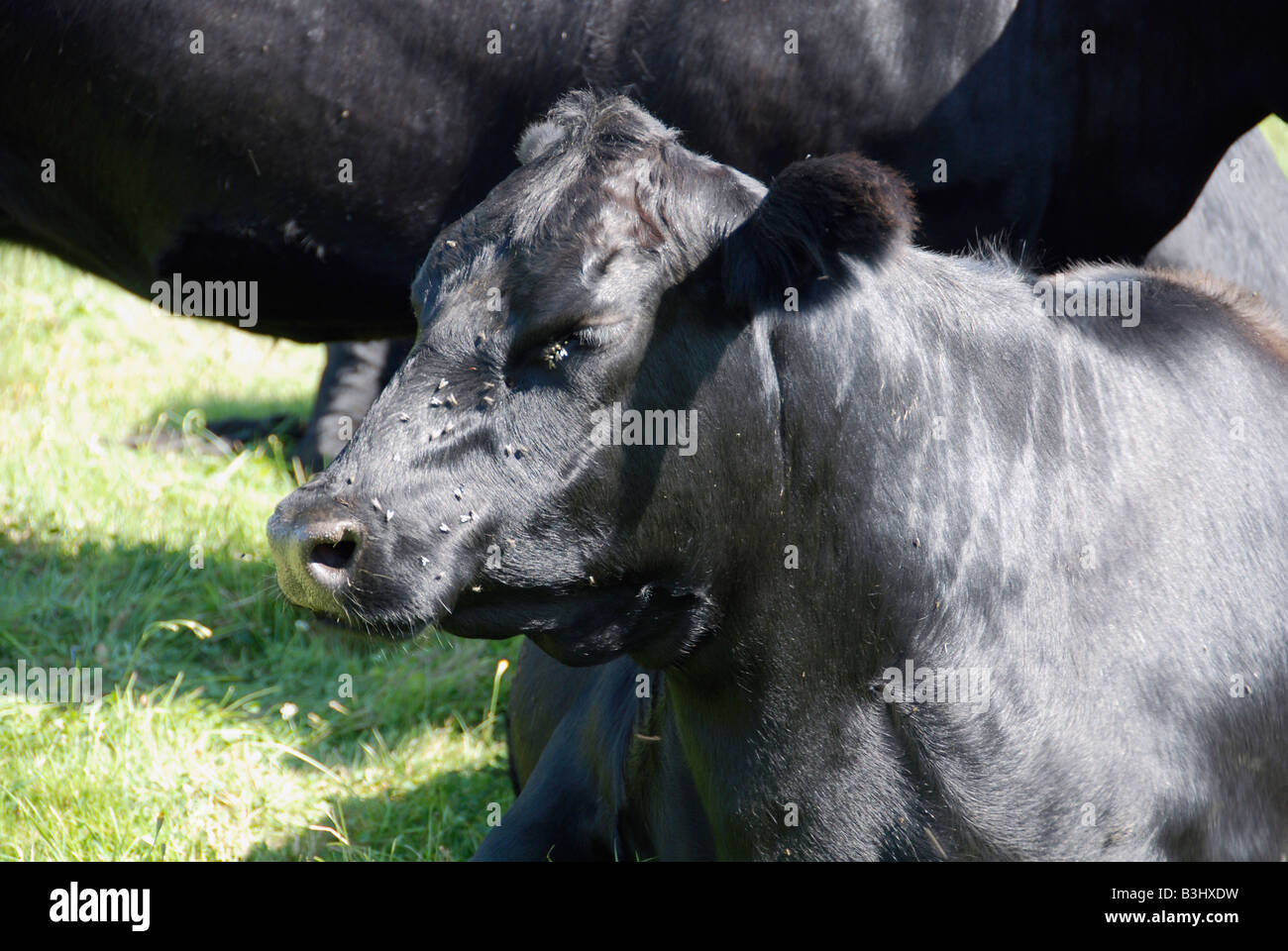 cow with flies Stock Photo - Alamy