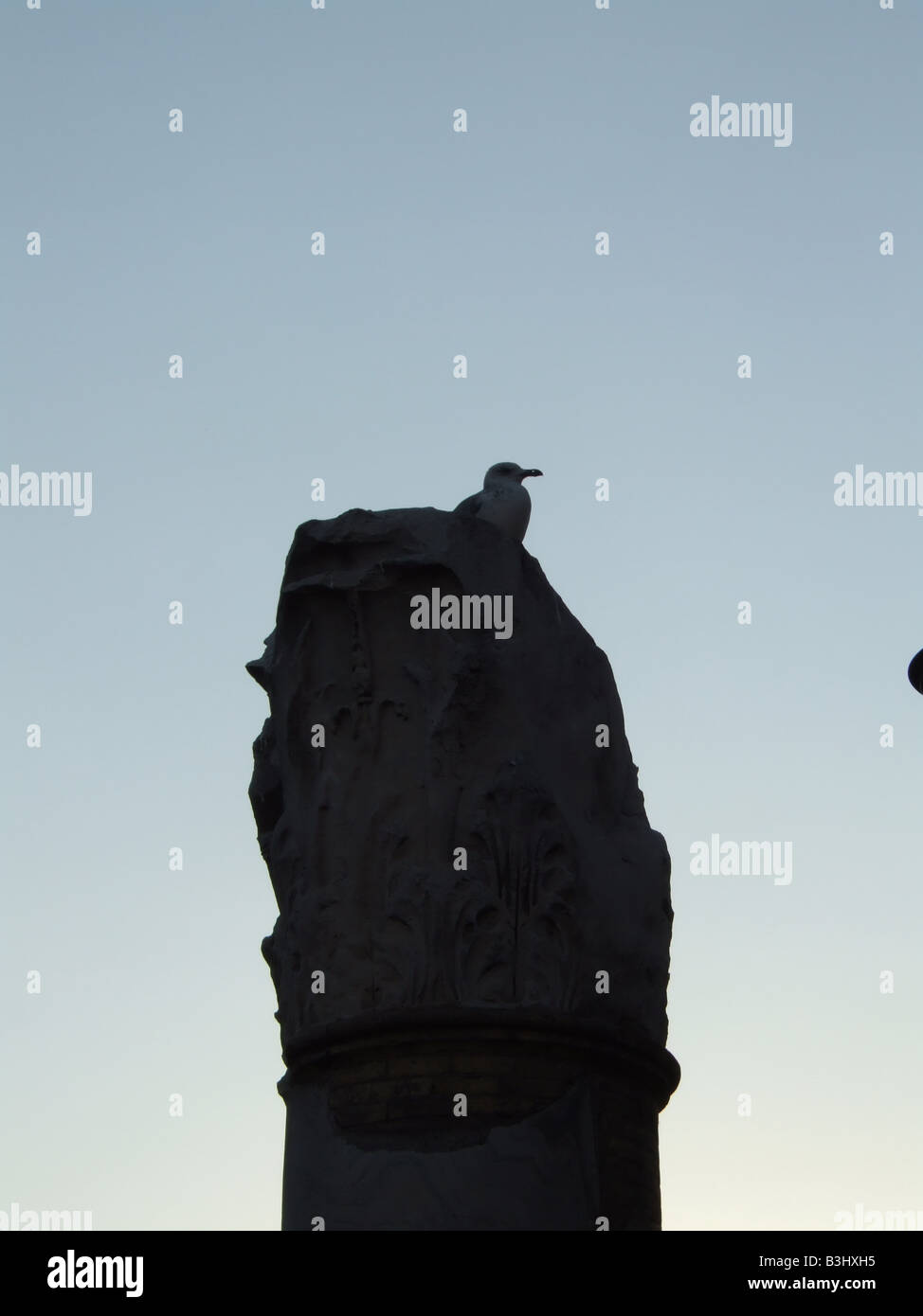 one bird on top of high column by theTrajan Forum Rome Stock Photo - Alamy