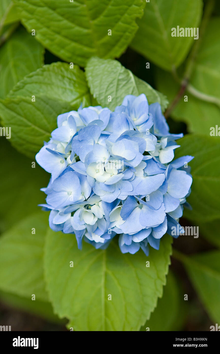 Blue Hydrangea flower Stock Photo - Alamy