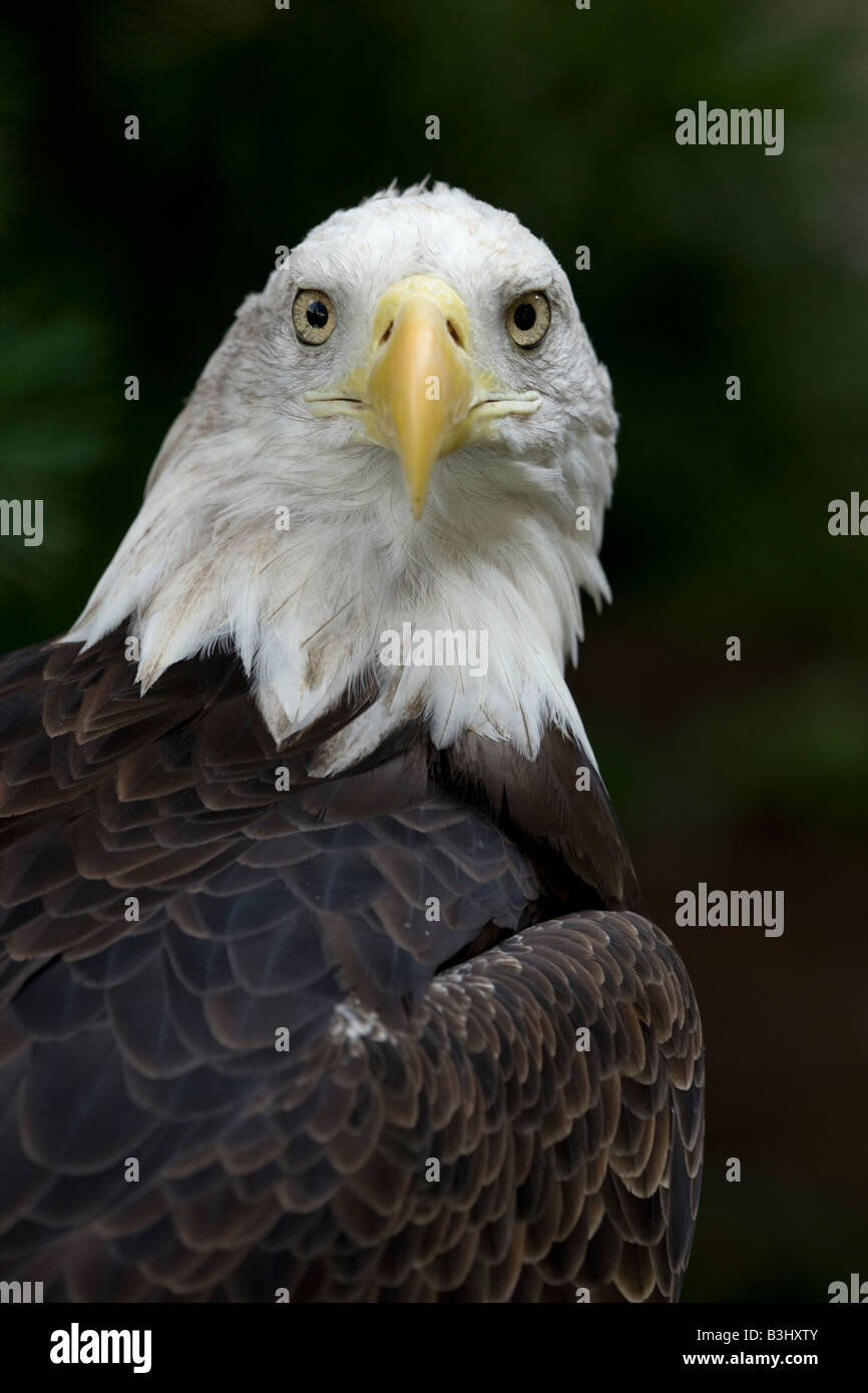 America national bird hi-res stock photography and images - Alamy